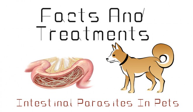 Intestinal Parasites In Pets - Facts And Treatments | DiscountPetCare