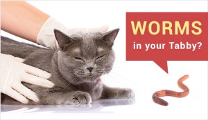 Everything You Wanted to Know about Worms in your Tabby | DiscountPetCare
