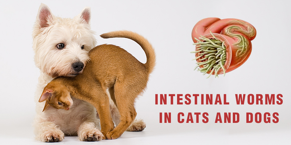 Intestinal Worms In Cats and Dogs | DiscountPetCare