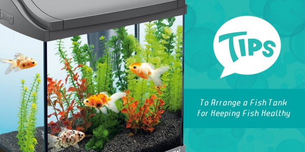 Tips to Arrange a Fish Tank for Keeping Fish Healthy | DiscountPetCare