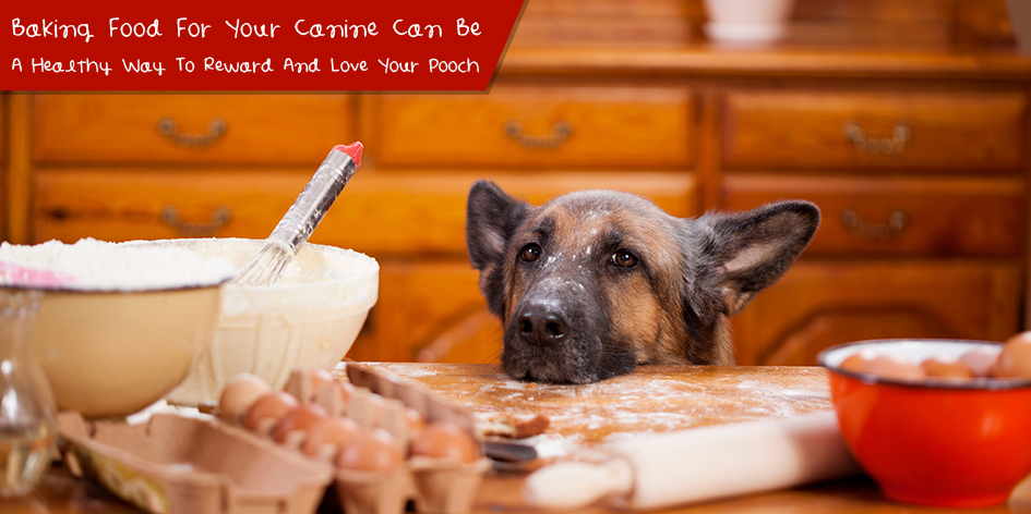 Baking Food For Your Canine Can Be A Healthy Way To Reward And Love ...