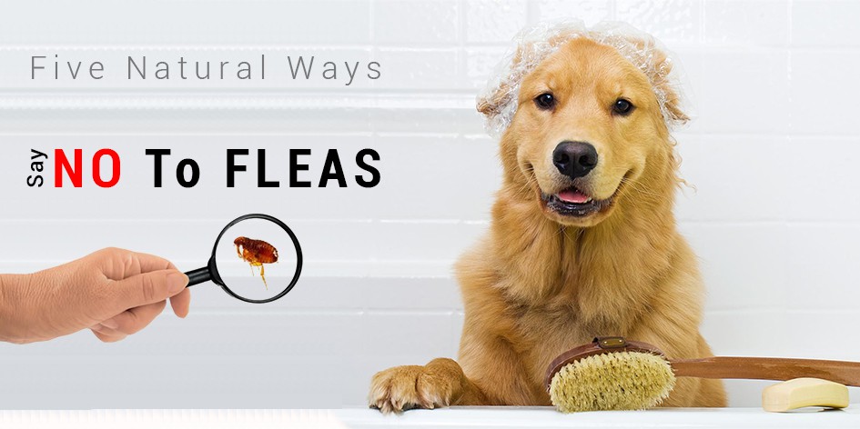 Five Natural Ways to Say “NO” to FLEAS | DiscountPetCare