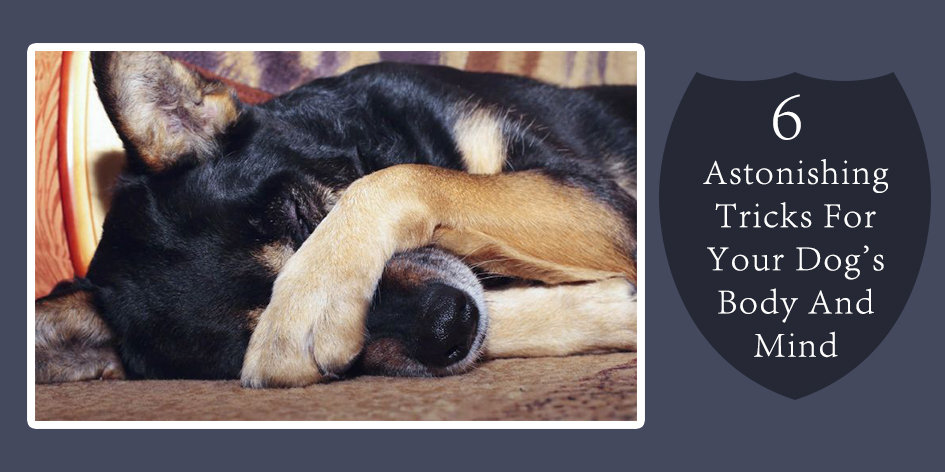 Six Astonishing Tricks For Your Dog's Body And Mind | DiscountPetCare