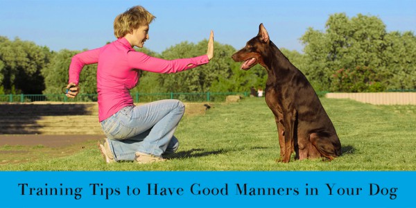 Training Tips to Have Good Manners in Your Dog | DiscountPetCare