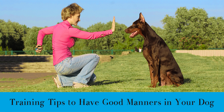 Training Tips to Have Good Manners in Your Dog | DiscountPetCare
