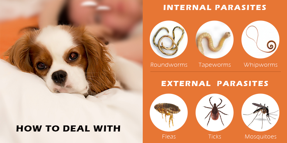 Internal and External Parasites – How to Deal with Them | DiscountPetCare