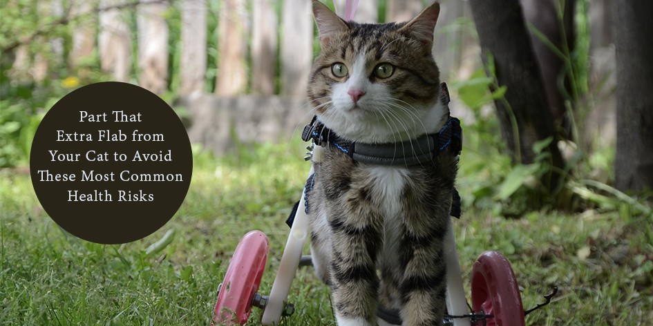 Part That Extra Flab from Your Cat to Avoid These Most Common Health ...