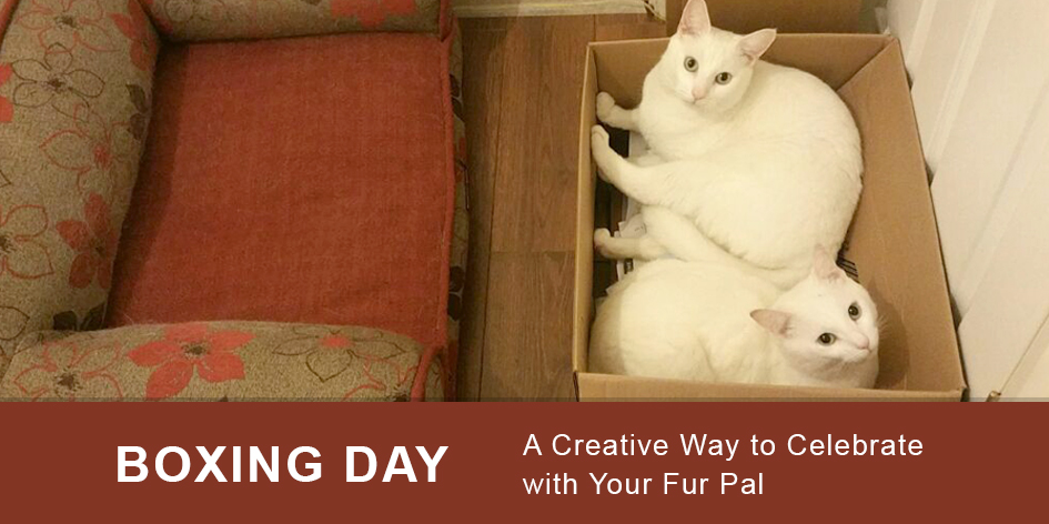 Boxing Day – A Creative Way To Celebrate With Your Fur Pal