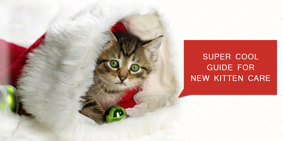 Super Cool Guide for New Kitten Care | DiscountPetCare