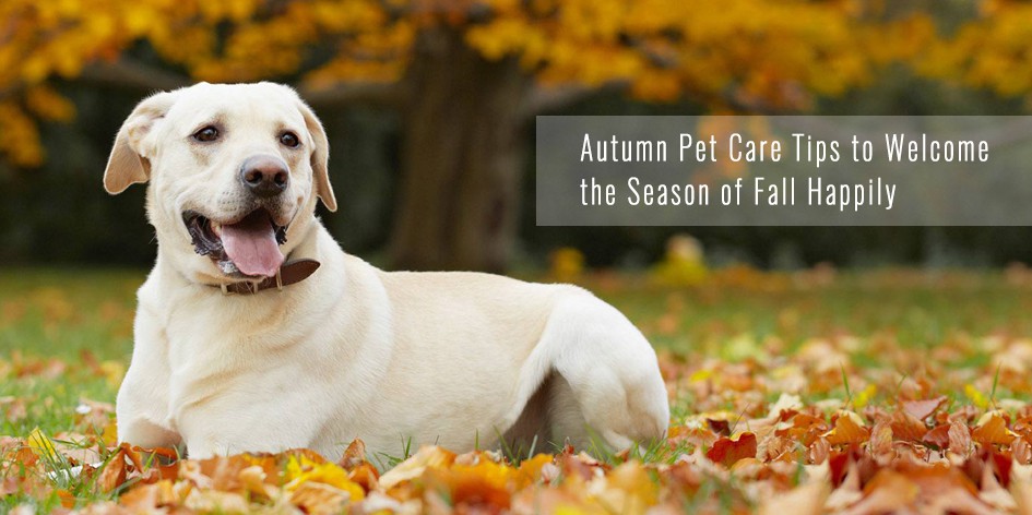 Autumn Pet Care Tips to Welcome the Season of Fall Happily ...