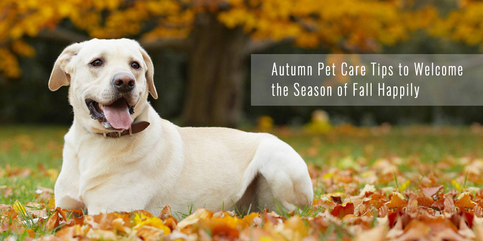 Autumn Pet Care Tips to Welcome the Season of Fall Happily ...