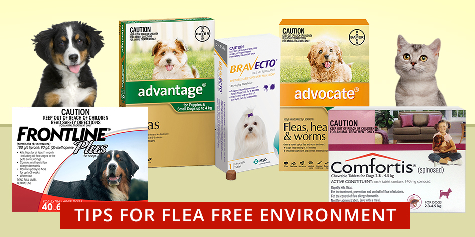 Tips for Flea Free environment | DiscountPetCare