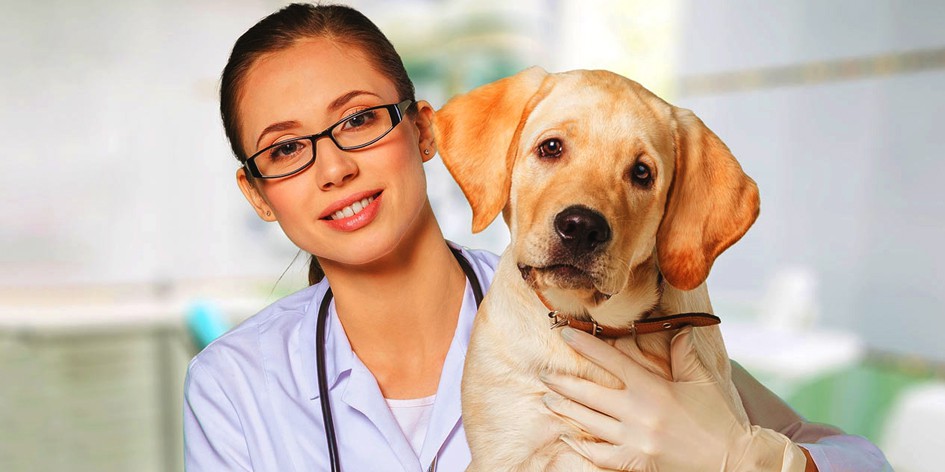 Why Regular Health Checkups Are So Important For Your Dog ...