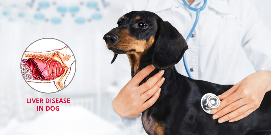 Enlighten Yourself with the Symptoms, Prevention and Treatments of ...