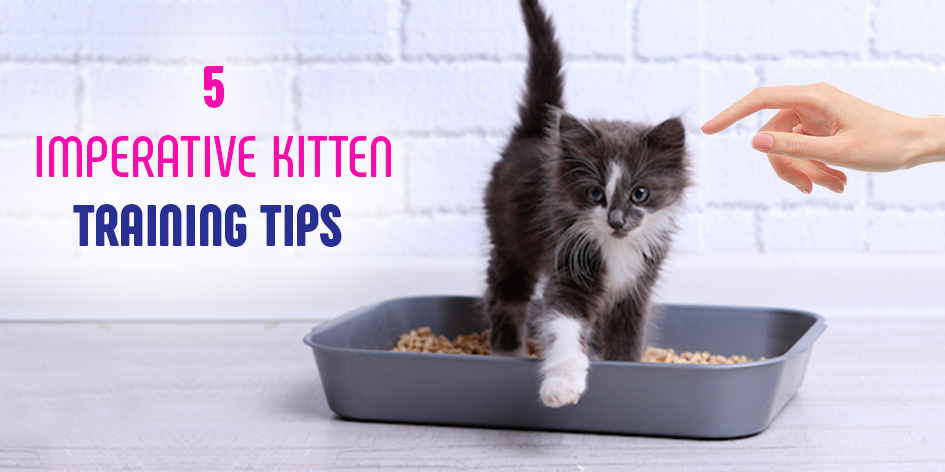 5 Imperative Kitten Training Tips | DiscountPetCare