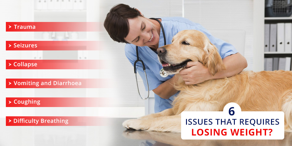 6 Issues That Requires Immediate Vet’s Attention | DiscountPetCare