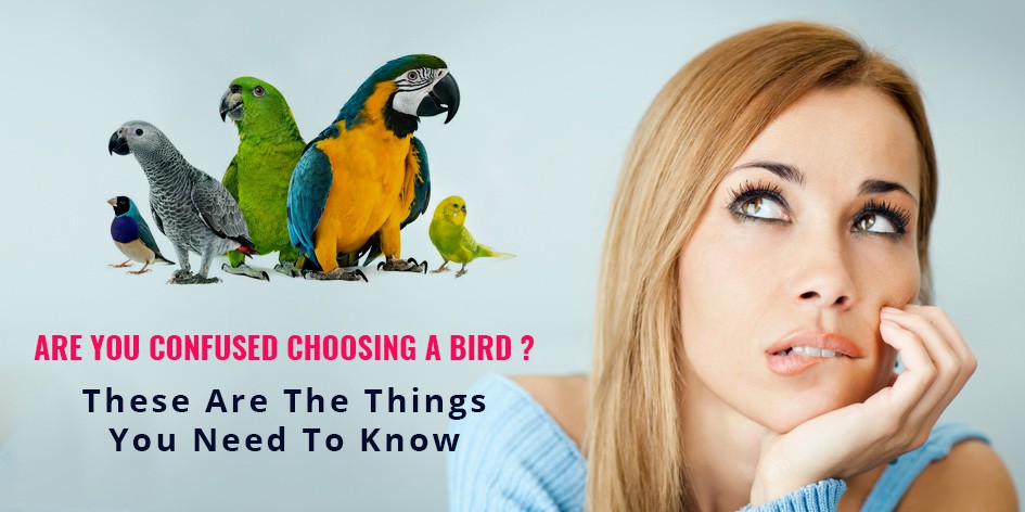 Are You Confused Choosing A Bird? These are the things you need to know ...