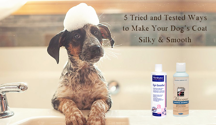 5 Tried and Tested Ways to Make Your Dog’s Coat Silky & Smooth ...
