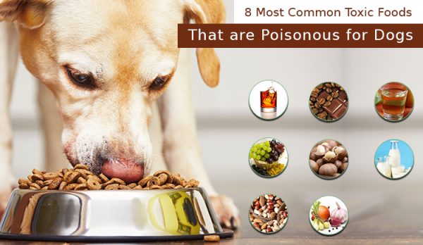 8 Most Common Toxic Foods That are Poisonous for Dogs | DiscountPetCare