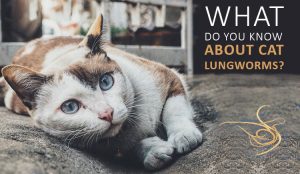 What Do You Know About Cat Lungworms? | DiscountPetCare