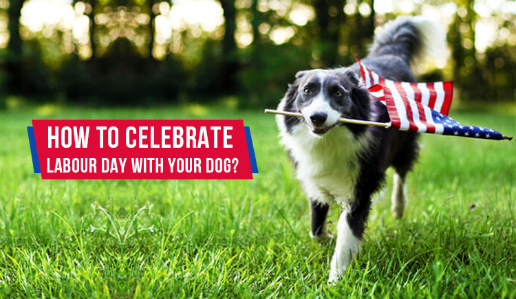 How to Celebrate Labour Day With Your Dog? | DiscountPetCare