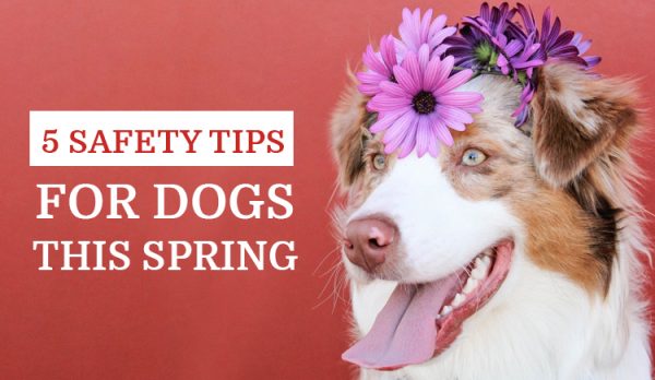 5 Safety Tips for Dogs This Spring | DiscountPetCare