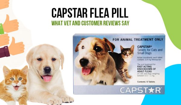 Capstar Flea Pill –What Vet and Customer Reviews Say | DiscountPetCare