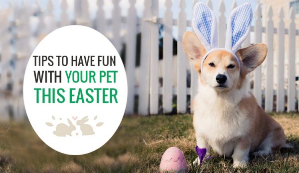 Tips To Have Fun With Your Pet This Easter | DiscountPetCare