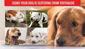 Signs Your Dog Is Suffering From Toothache | DiscountPetCare