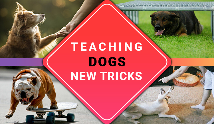 How Old To Teach Dog Tricks
