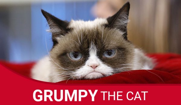 Three Pet Stories That Will Melt Your Heart | DiscountPetCare