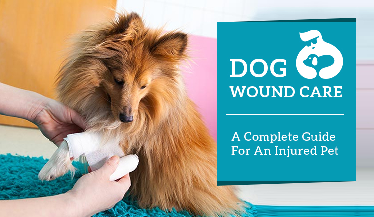 Dog Wound Care – A Complete Guide For An Injured Pet | DiscountPetCare