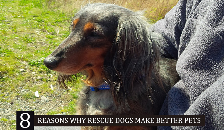 8 Reasons Why Rescue Dogs Make Better Pets | DiscountPetCare
