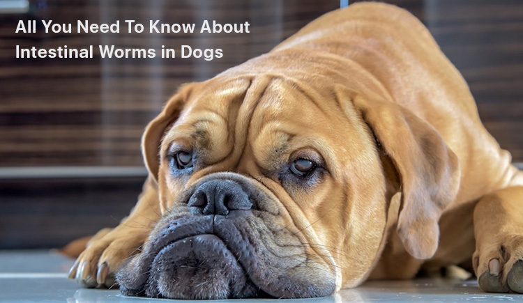 All You Need To Know About Intestinal Worms in Dogs | DiscountPetCare