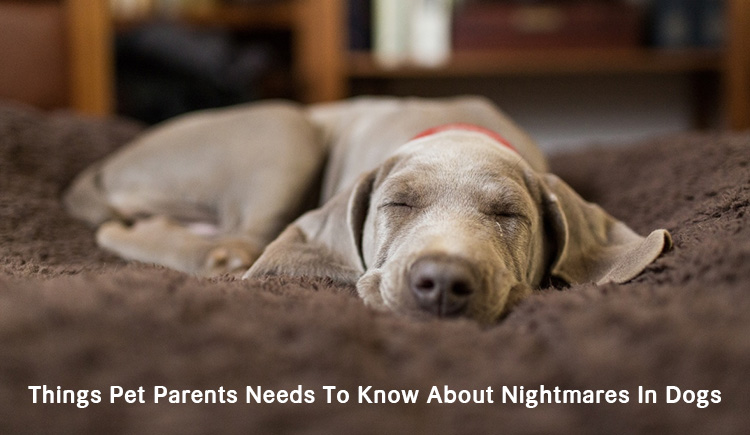 Things Pet Parents Need To Know About Nightmares In Dogs | DiscountPetCare