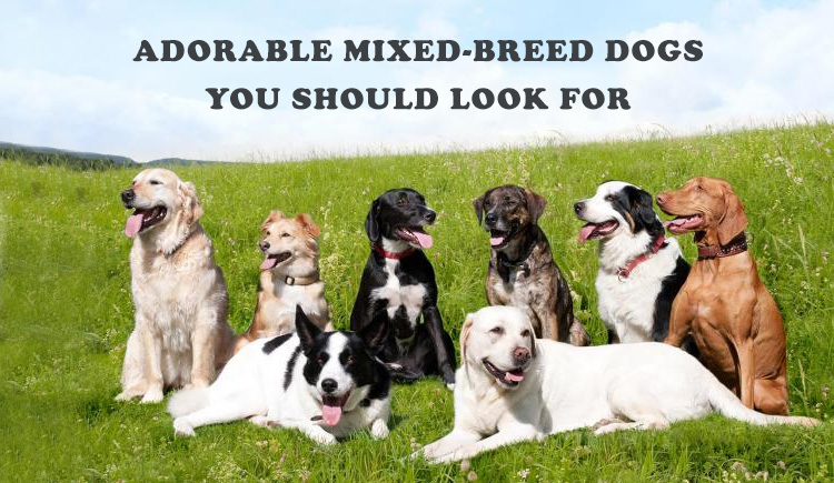 Adorable Mixed-Breed Dogs You Should Look For | DiscountPetCare