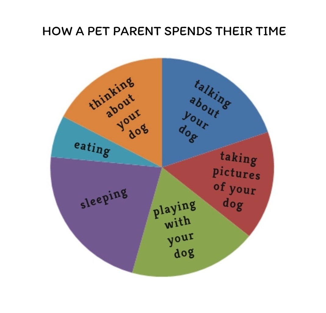 6 Pawsome Memes Pet Parents Will Relate To | DiscountPetCare