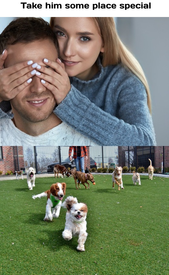 6 Pawsome Memes Pet Parents Will Relate To | DiscountPetCare