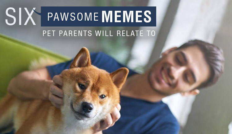 6 Pawsome Memes Pet Parents Will Relate To | DiscountPetCare