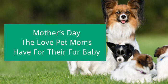 Mother’s Day – The Love Pet Moms Have For Their Fur Baby - DiscountPetCare