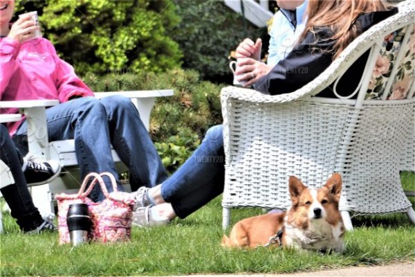 Fun Ways To Spend Lockdown With Your Dog | DiscountPetCare