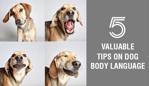 5 Valuable Tips On Dog Body Language | DiscountPetCare