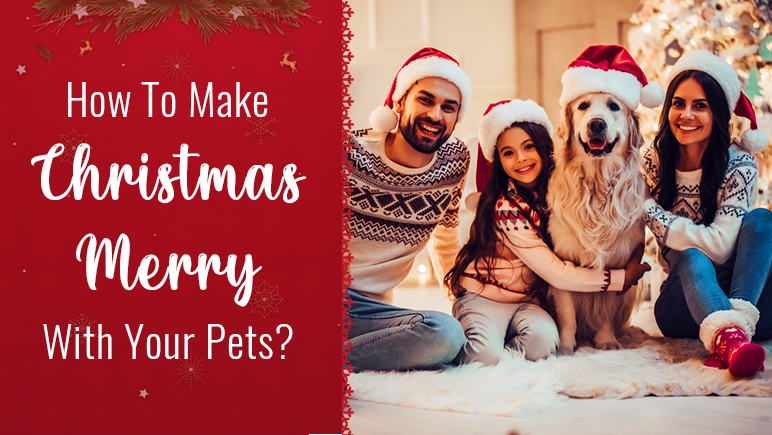 How To Make Christmas Merry With Your Pets? | DiscountPetCare