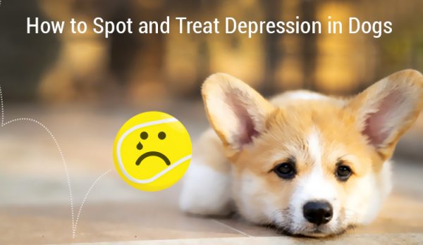 Depression in Dogs – Warning Signs and Treatment | DiscountPetCare