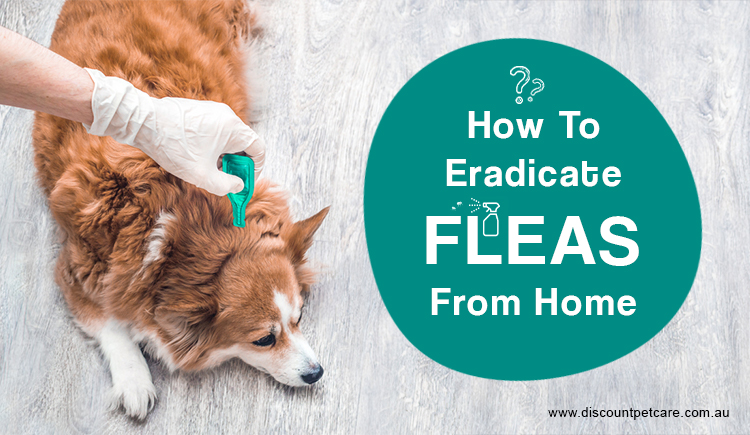 How To Eradicate Fleas From Home