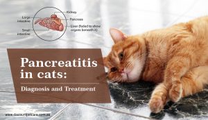 Pancreatitis in cats: Diagnosis and Treatment
