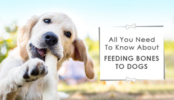 All You Need To Know About Feeding Bones To Dogs | DiscountPetCare