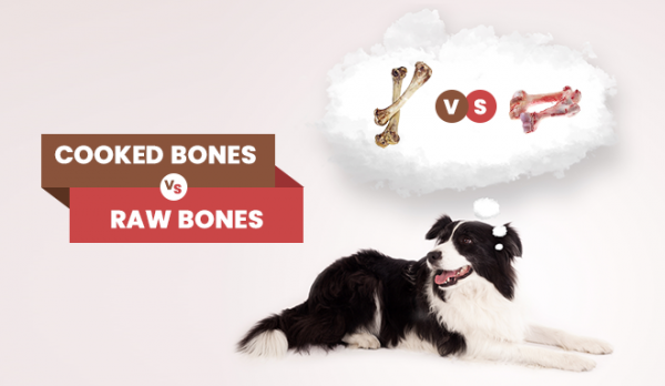 All You Need To Know About Feeding Bones To Dogs | DiscountPetCare