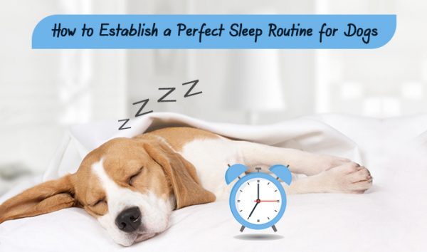 How to Establish a Perfect Sleep Routine for Dogs | DiscountPetCare