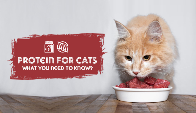 Protein for Cats: what you need to know? | DiscountPetCare